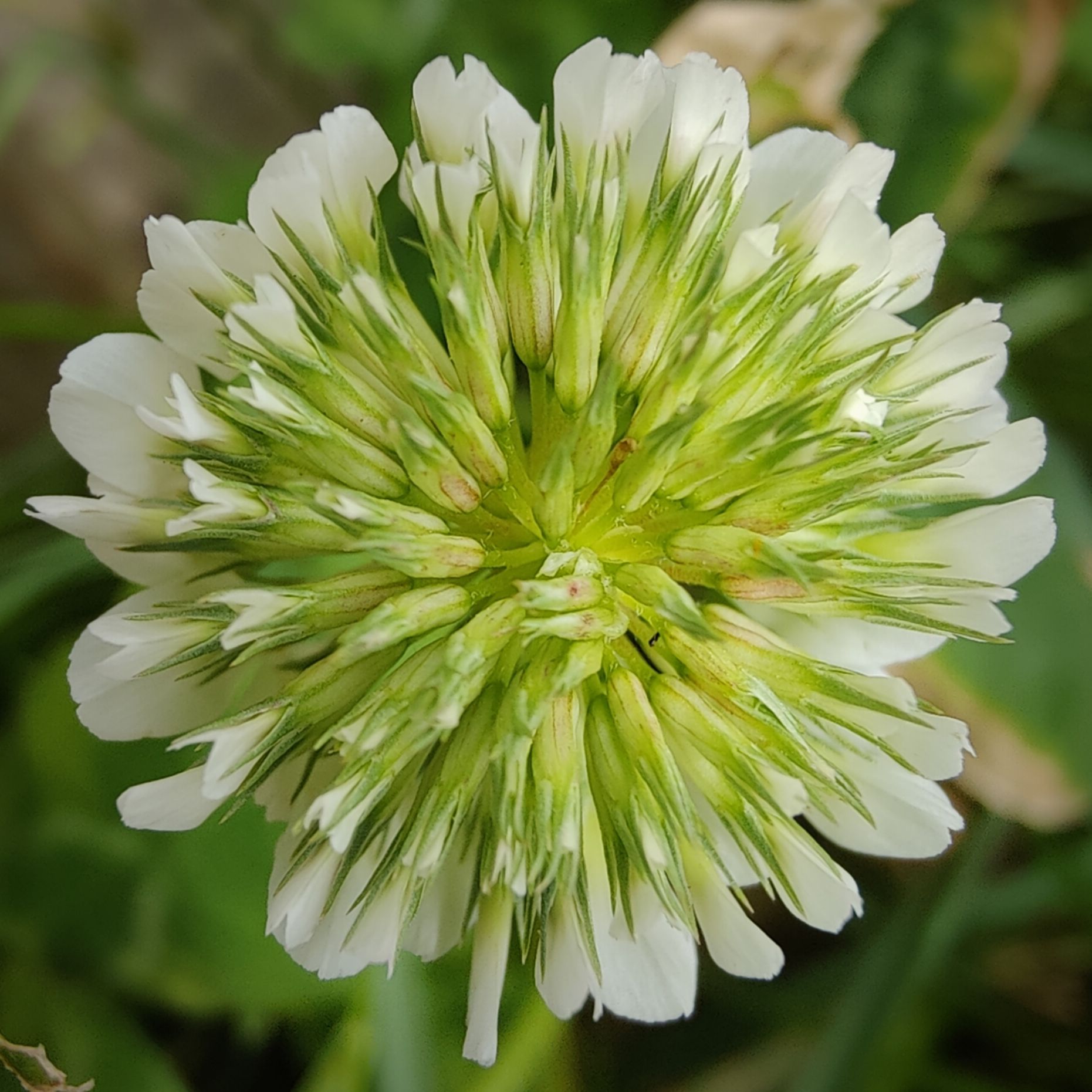 About this site – Monotropism